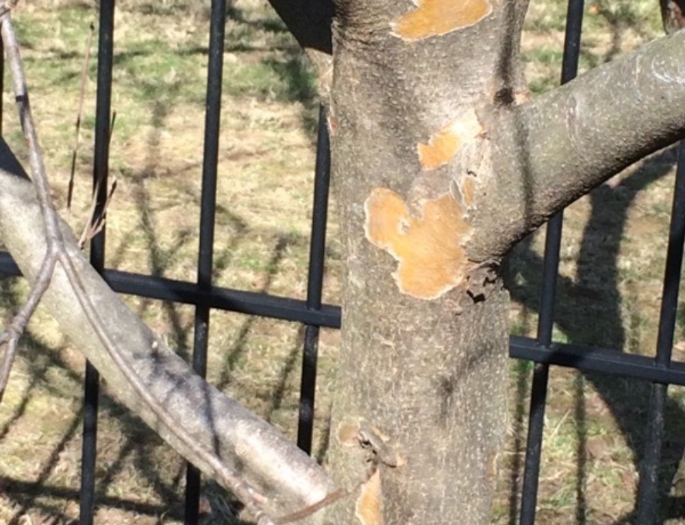 Moreton Bay Chestnut Bean Tree